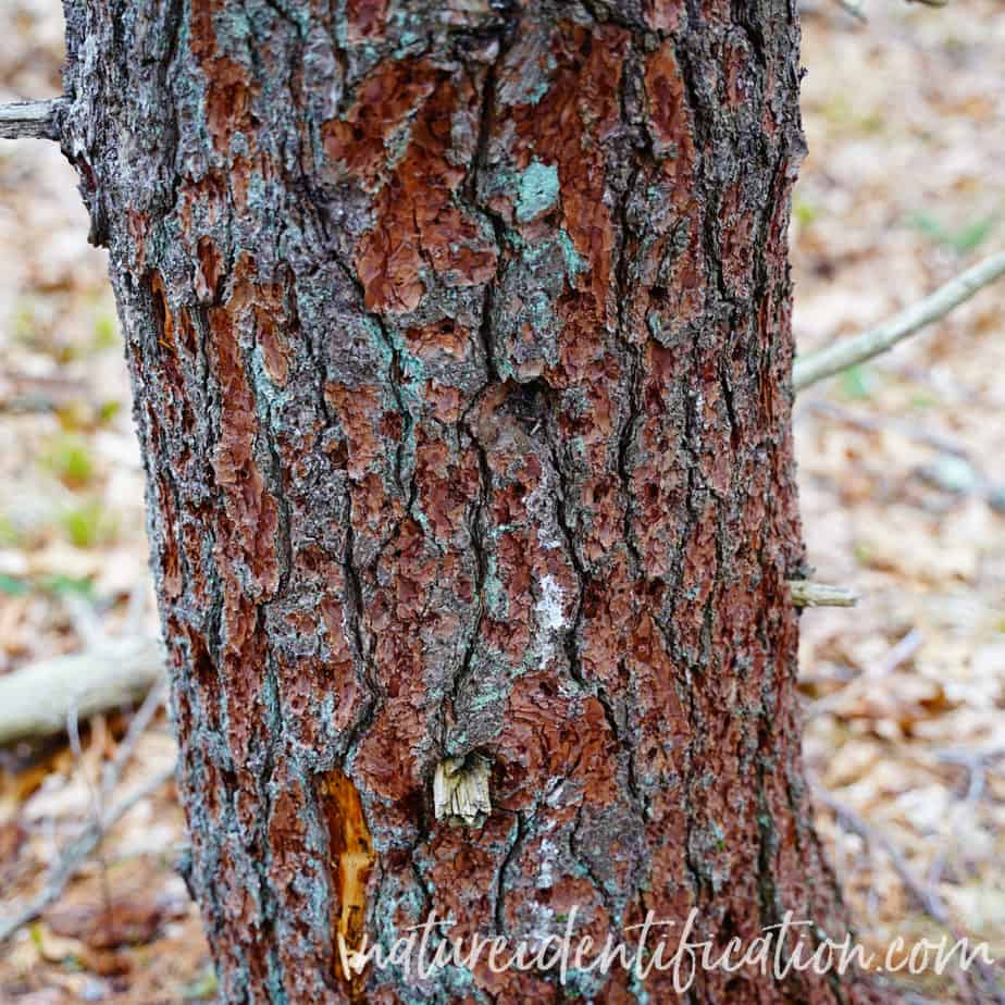 10 Types of Woodpecker Holes and Other Woodpecker Sign on Trees ...