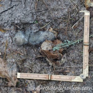 What Animal Makes White Poop? – Nature Identification
