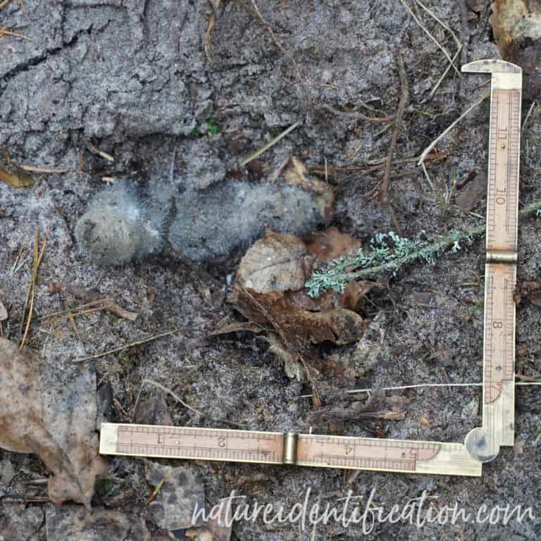 What Animal Makes White Poop? – Nature Identification